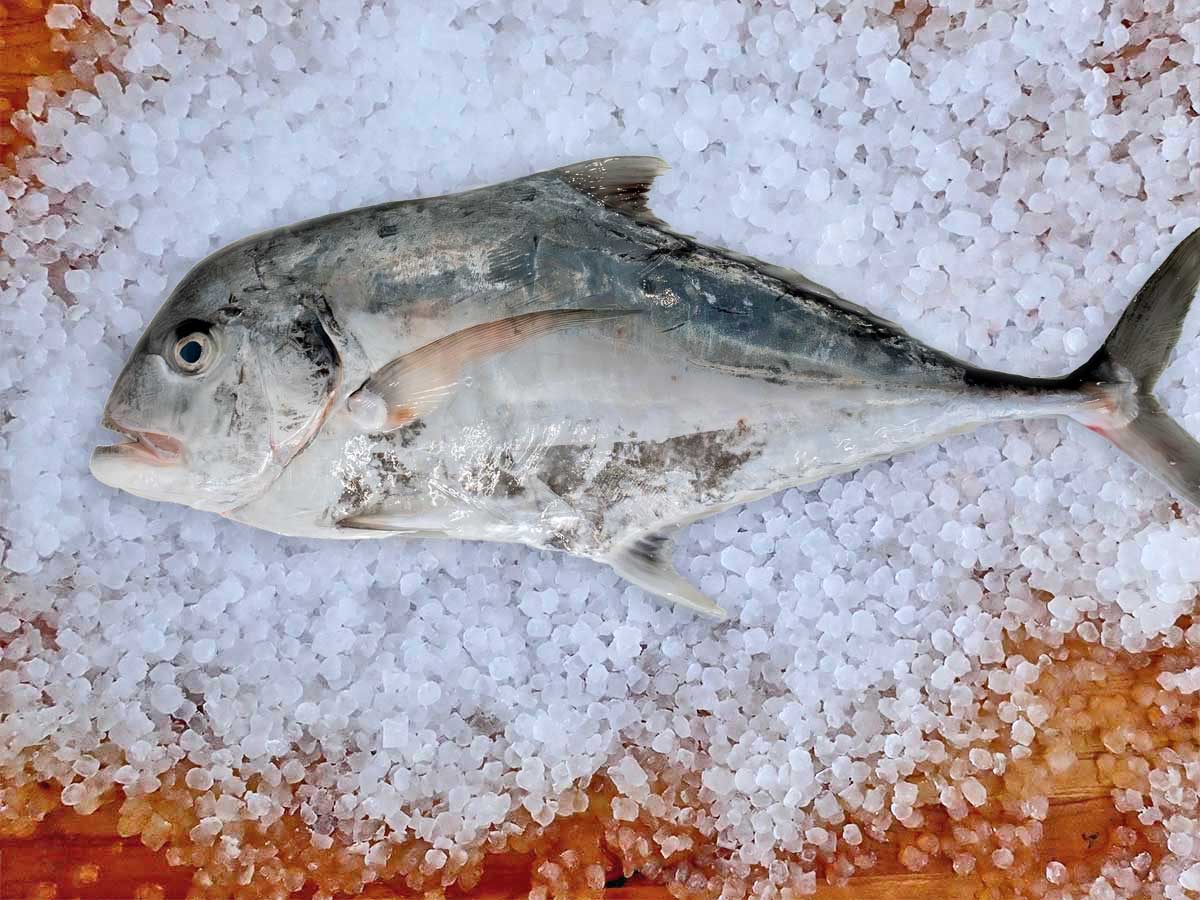 African Pompano Fillet (PER LB)
