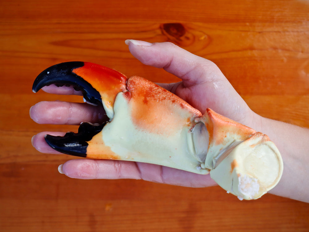 Florida Stone Crab Claws | Mega Colossal | Fresh from Key West