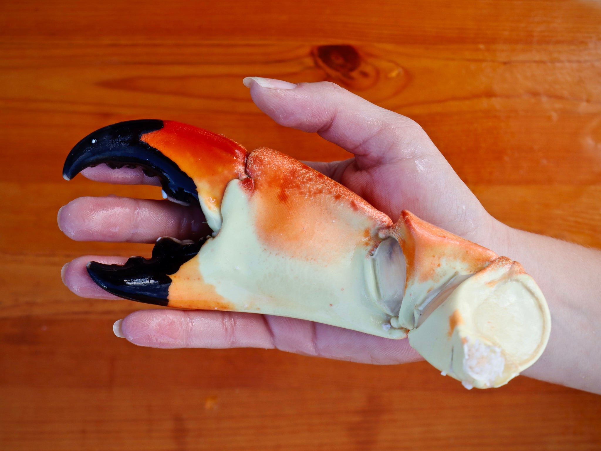 Florida Stone Crab Claws | Mega Colossal | Fresh from Key West