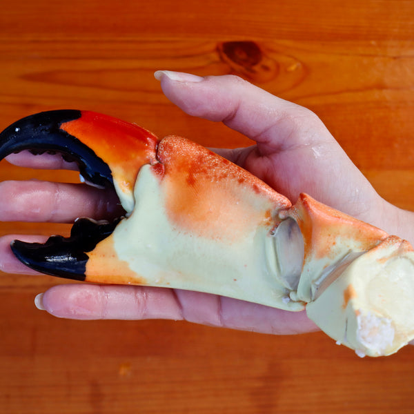 Fresh Florida Stone Crab Florida Stone Crab | Colossal Claws – Meat