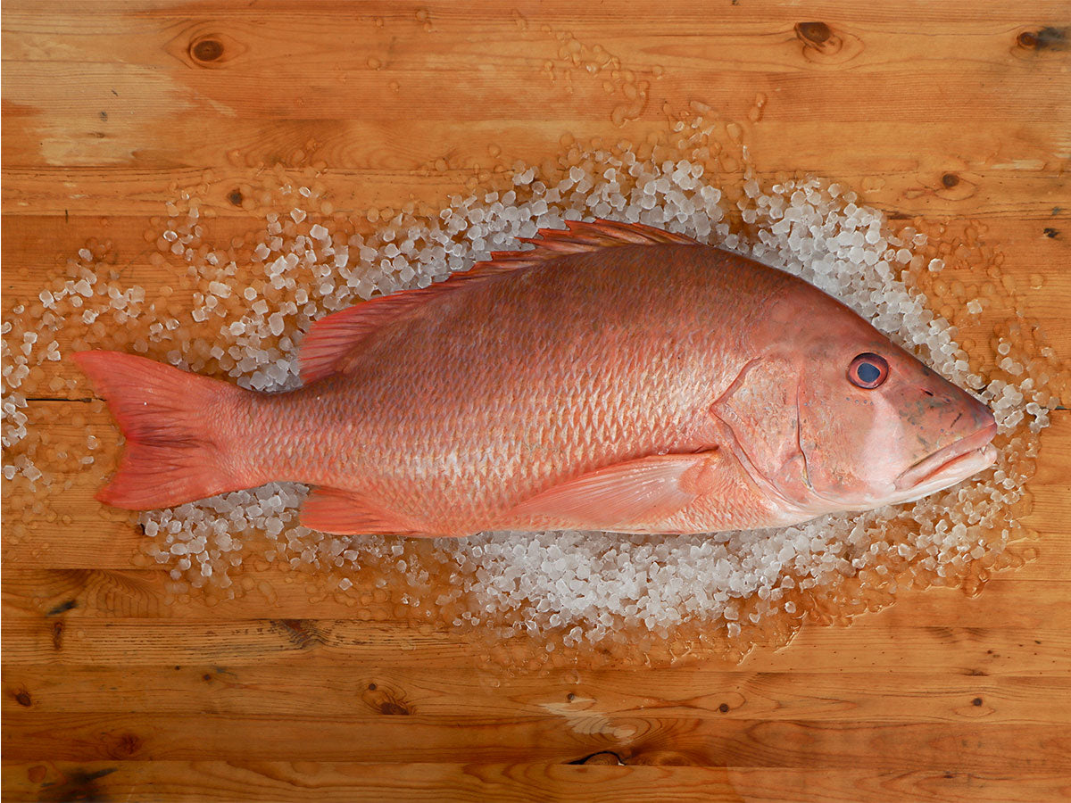 Dog Snapper Fillet (PER LB) – Keys Fresh Seafood