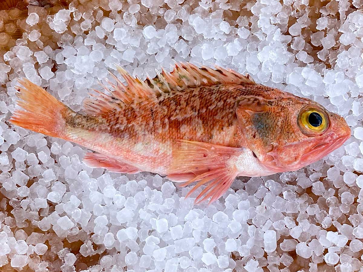 Rosefish Fillet (PER LB) – Keys Fresh Seafood