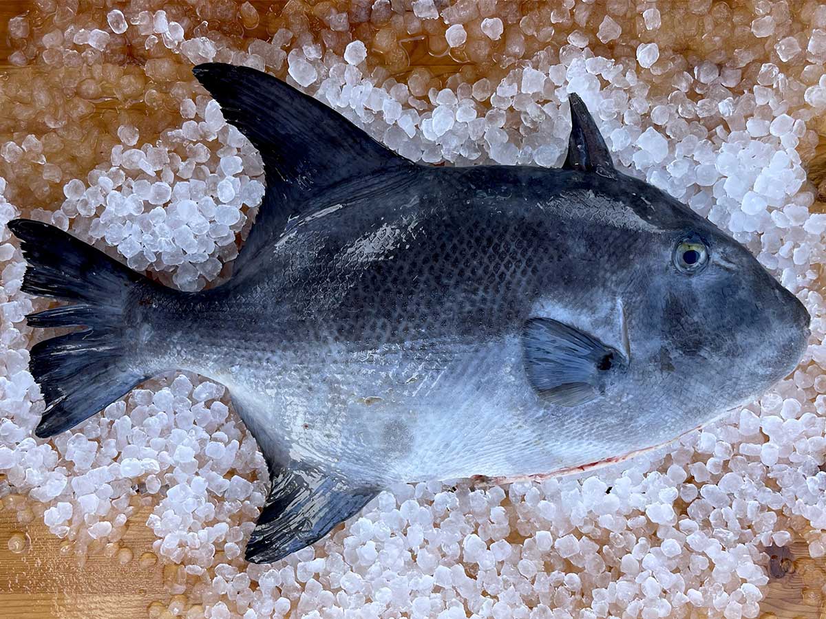 Trigger Fish Fillet (PER LB) – Keys Fresh Seafood