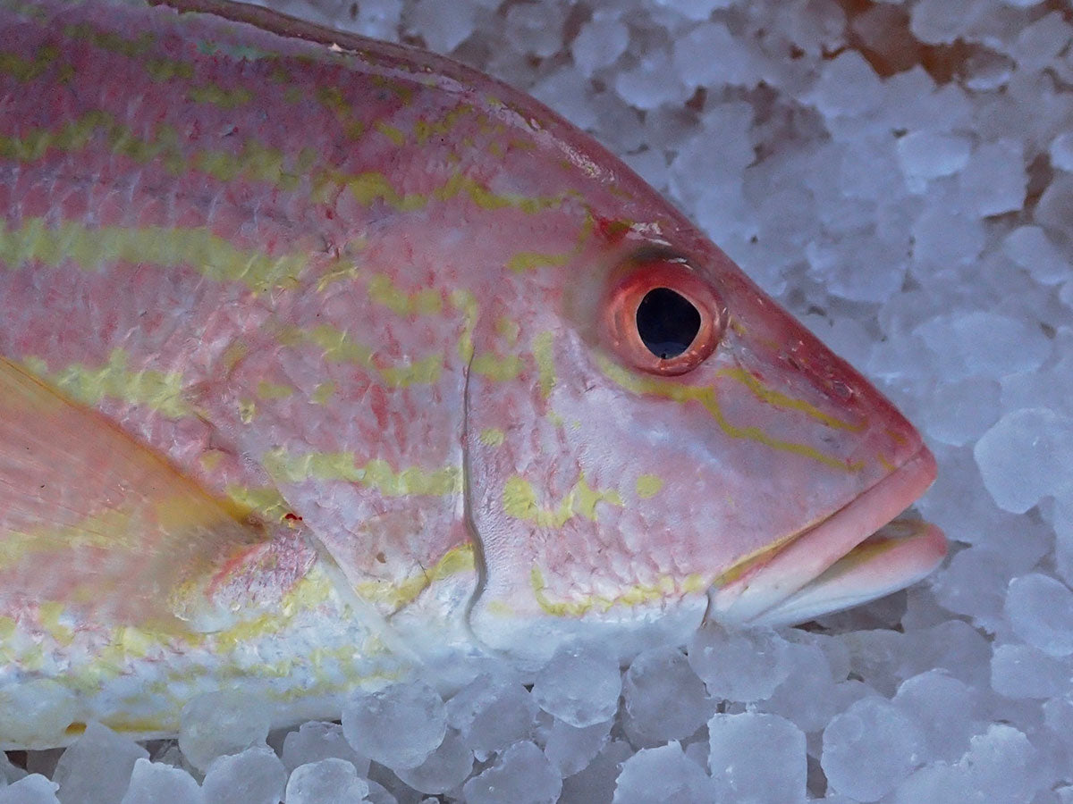 Lane Snapper Fillet (PER LB) – Keys Fresh Seafood
