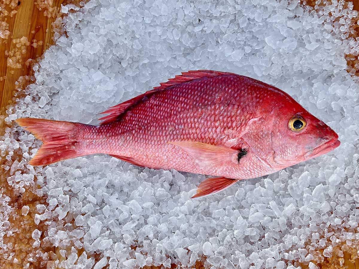 Blackfin Snapper Fillet (PER LB) – Keys Fresh Seafood