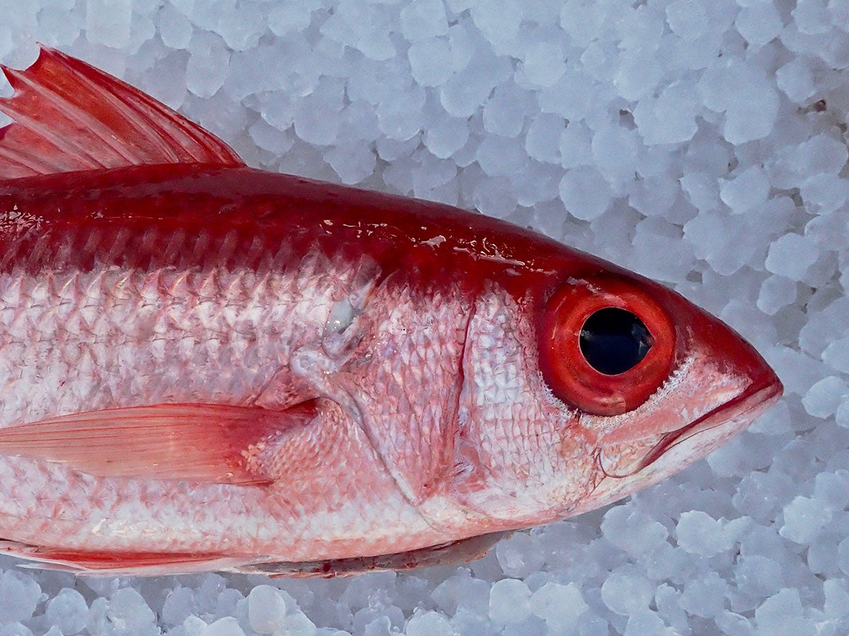 Queen Snapper Fillet (PER LB) – Keys Fresh Seafood