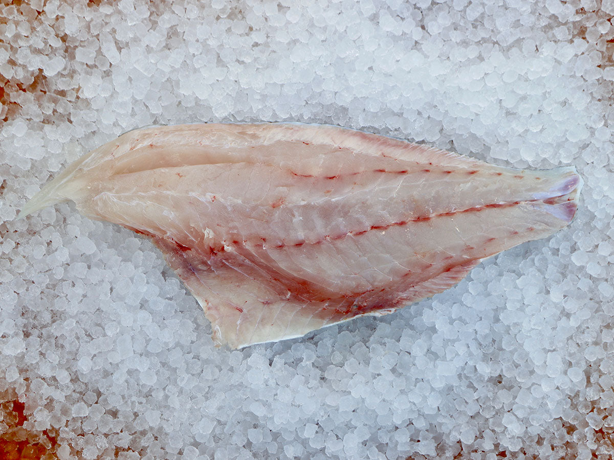 Red Grouper Fillet (PER LB) – Keys Fresh Seafood