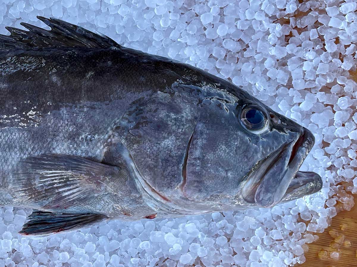 Snowy Grouper Fillet (PER LB) – Keys Fresh Seafood