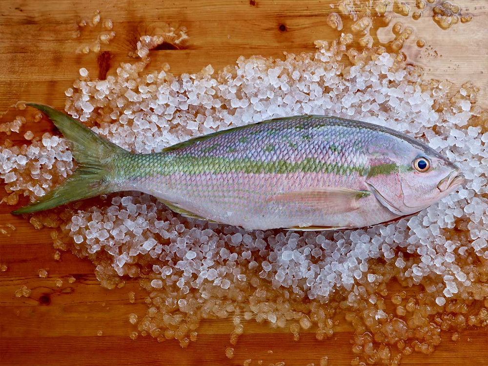 Yellowtail Snapper – Keys Fresh Seafood